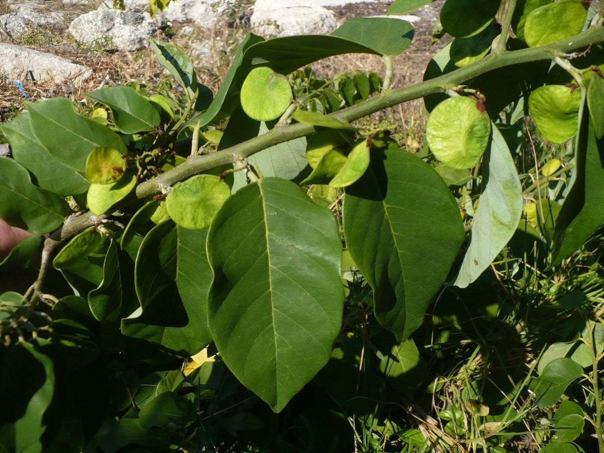 Coin Vine Dalbergia ecastophyllum 10 Seeds – R&B Floridaseeds
