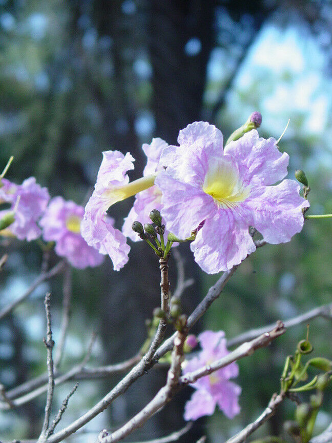 Pink Trumpet Tree Tabebuia heterophylla 20 Seeds – R&B Floridaseeds