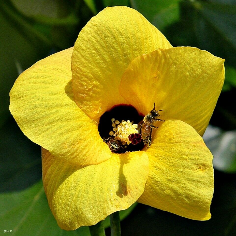Mahoe Yellow
