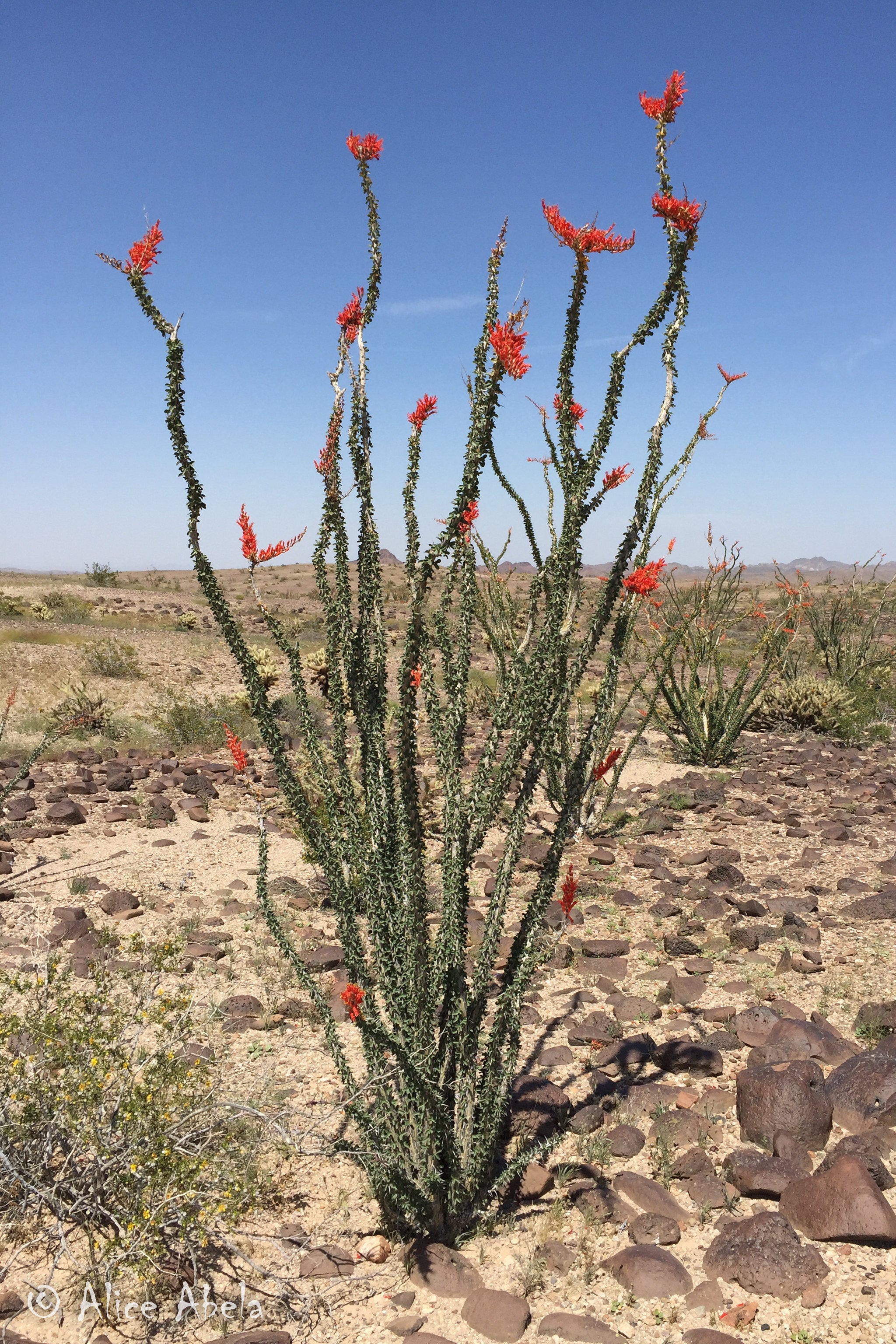 Ocotillo Fouquieria splendens 10 Seeds USA Company – R&B Floridaseeds