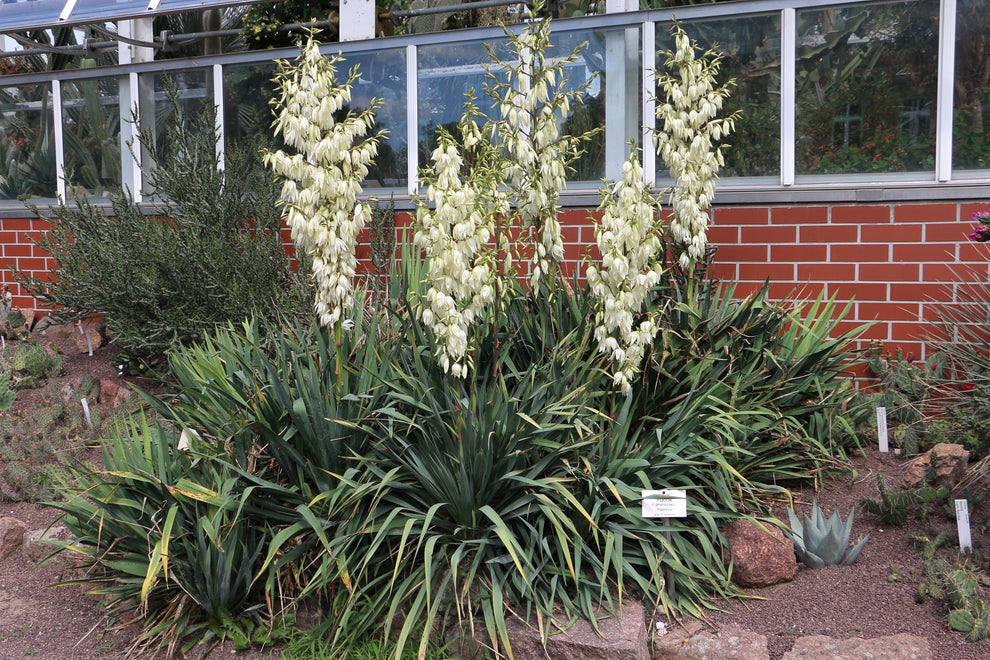 Adam's Needle 100 Seeds Yucca filamentosa – R&B Floridaseeds