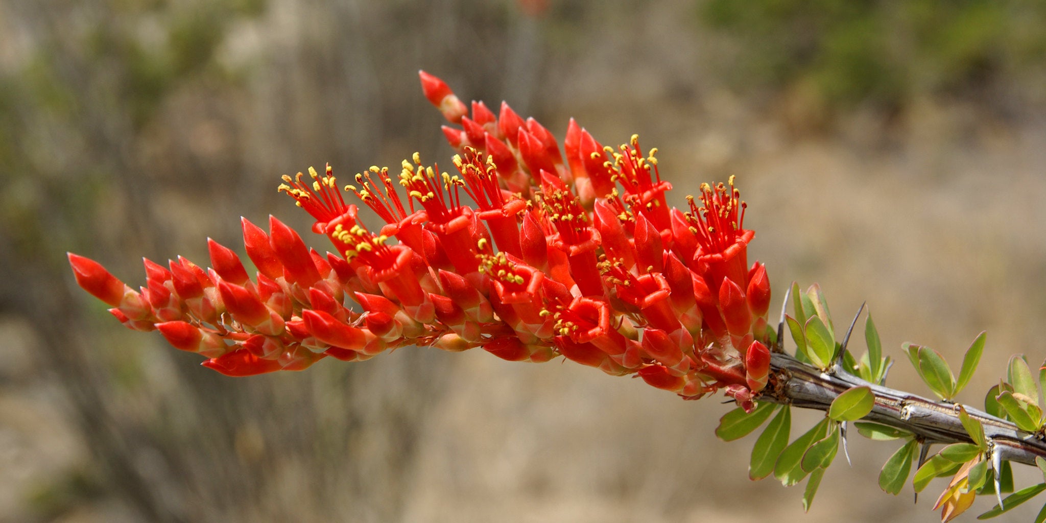 Ocotillo Fouquieria splendens 10 Seeds USA Company – R&B Floridaseeds