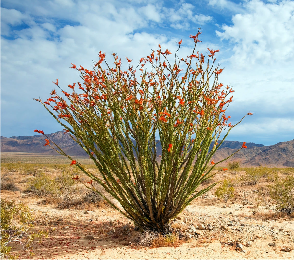 Ocotillo Fouquieria splendens 10 Seeds – R&B Floridaseeds