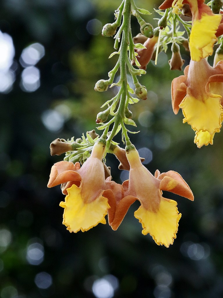 Snapdragon Tree Gmelia arborea 10 Seeds – R&B Floridaseeds