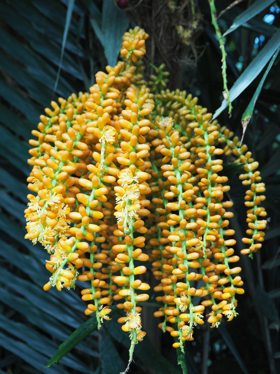 Formosa Palm Arenga engleri 20 Seeds – R&B Floridaseeds