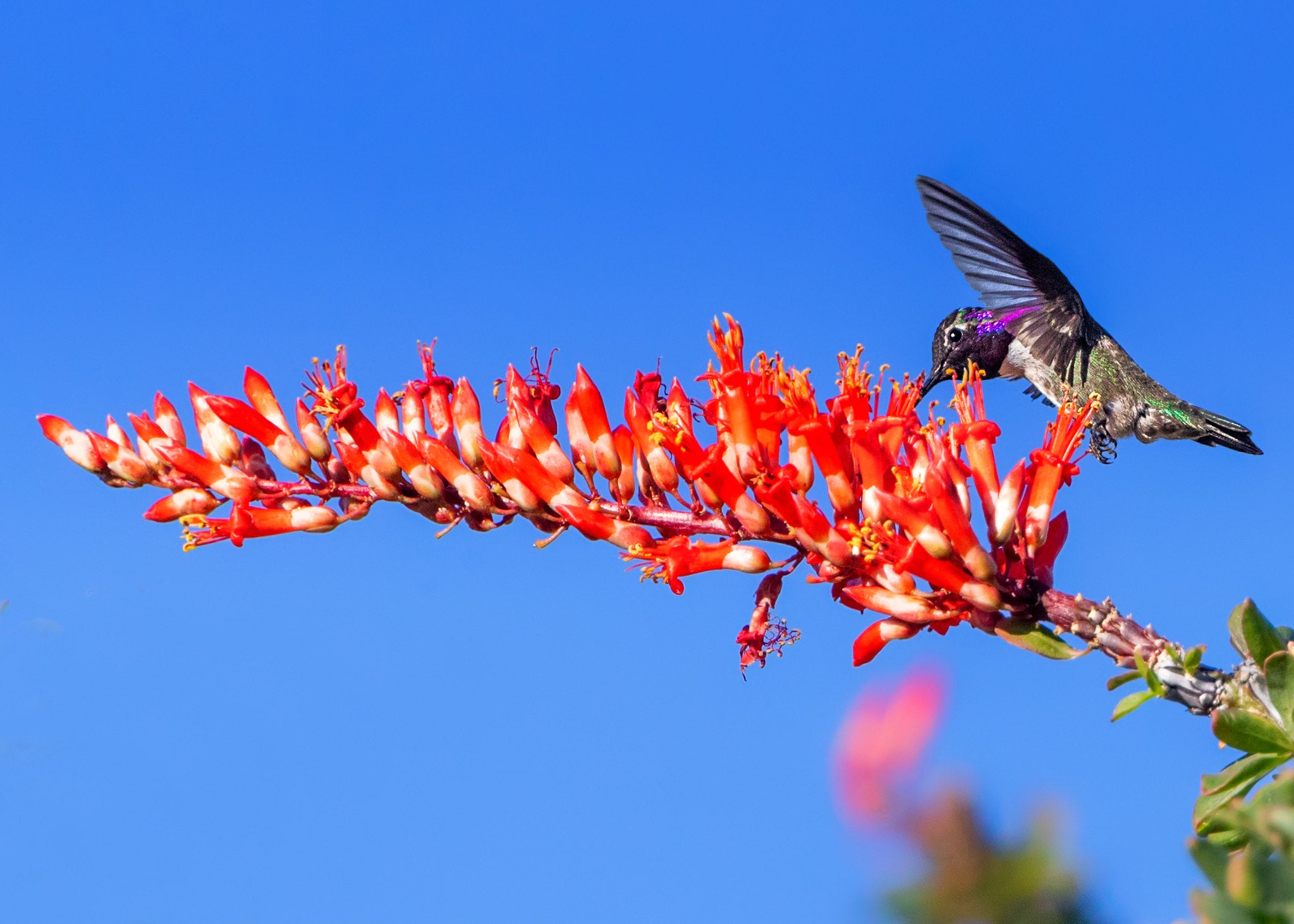 Ocotillo Fouquieria splendens 10 Seeds USA Company – R&B Floridaseeds