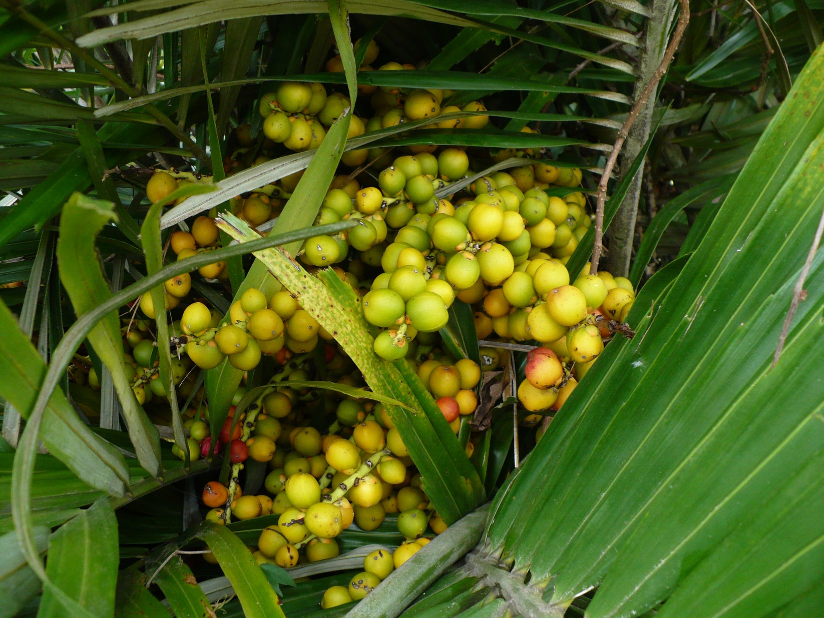 Formosa Palm Arenga engleri 20 Seeds USA Company – R&B Floridaseeds