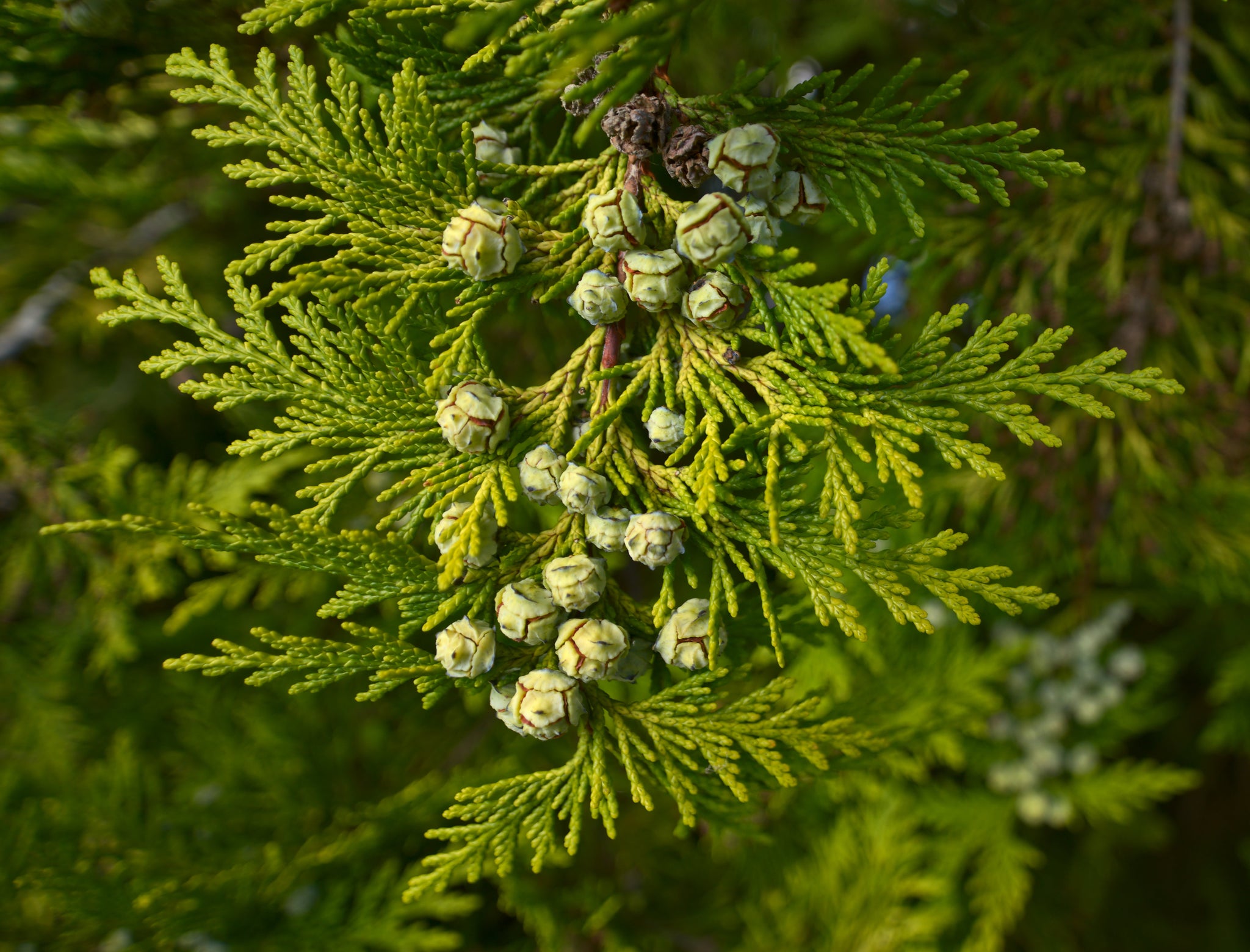 Port Orford Cedar Chamaecyparis lawsoniana 100 Seeds – R&B Floridaseeds