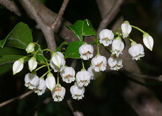 Sparkleberry Vaccinium arboreum 100 Seeds USA Company – R&B Floridaseeds