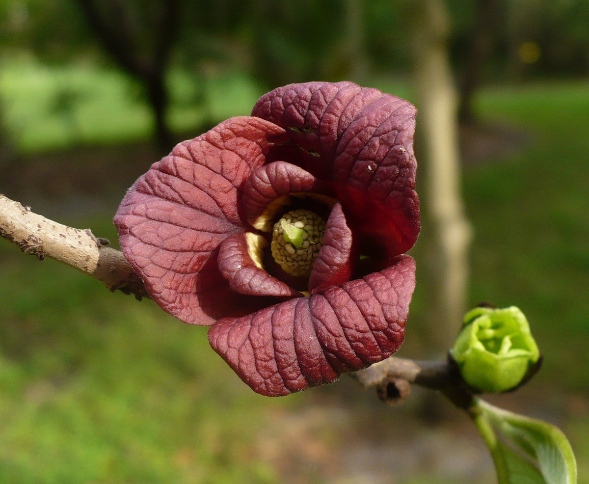 Pawpaw Tree Asimina triloba 10 Seeds – R&B Floridaseeds