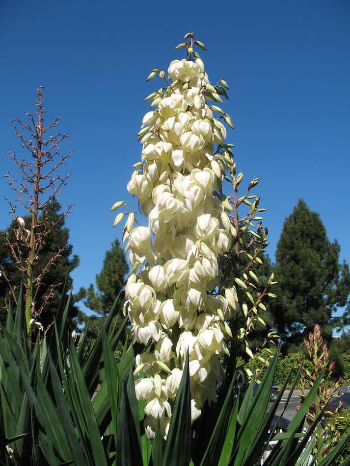 Adam's Needle 100 Seeds Yucca filamentosa – R&B Floridaseeds