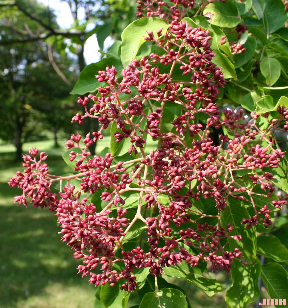 Bee Bee Tree Korean Evodia Evodia daniellii 500 Seeds USA Company – R&B ...