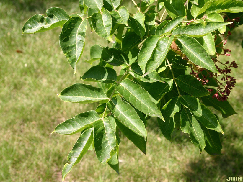 Bee Bee Tree Korean Evodia Evodia daniellii 500 Seeds USA Company – R&B ...