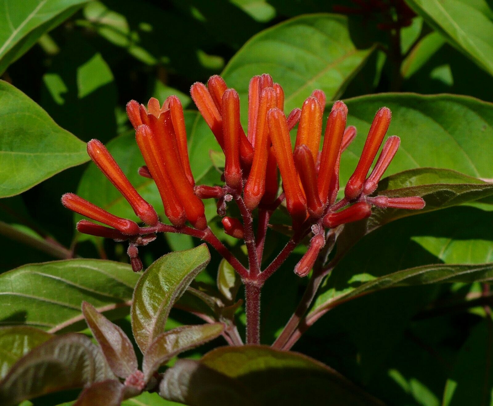 Firebush Hummingbird Bush Hamelia patens 100 Seeds – R&B Floridaseeds