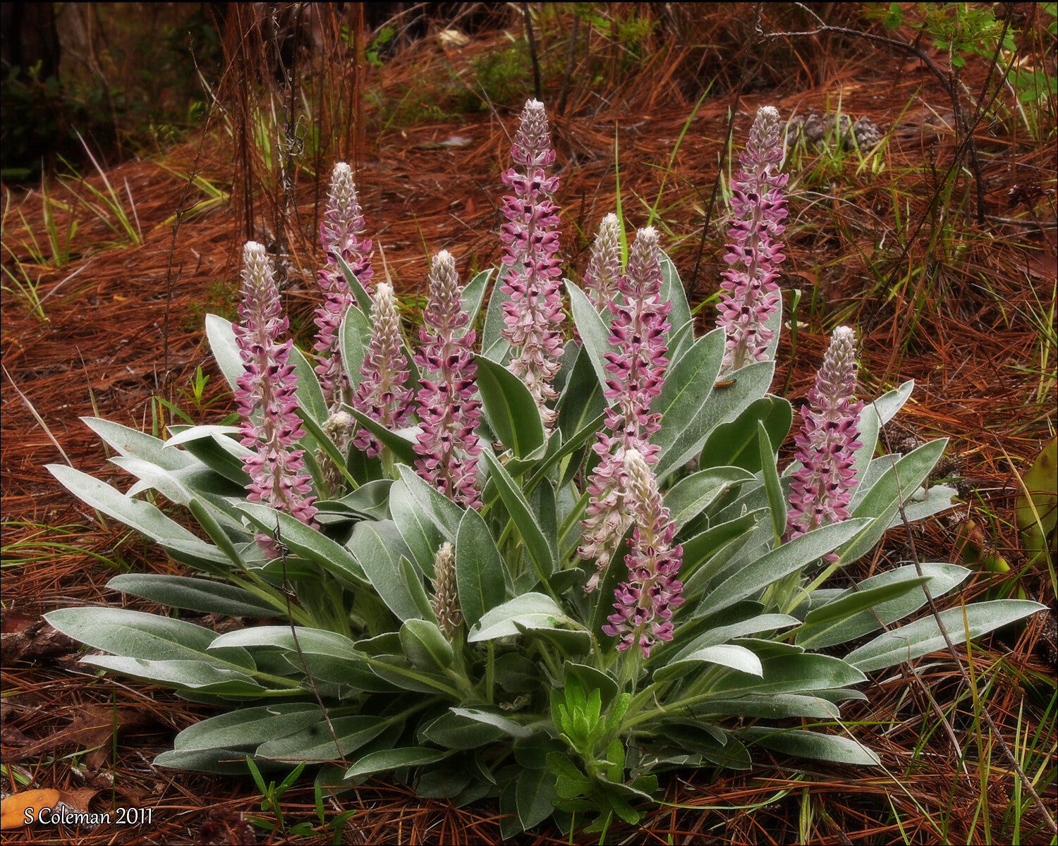 Lady Lupine Lupinus villosus 20 Seeds – R&B Floridaseeds