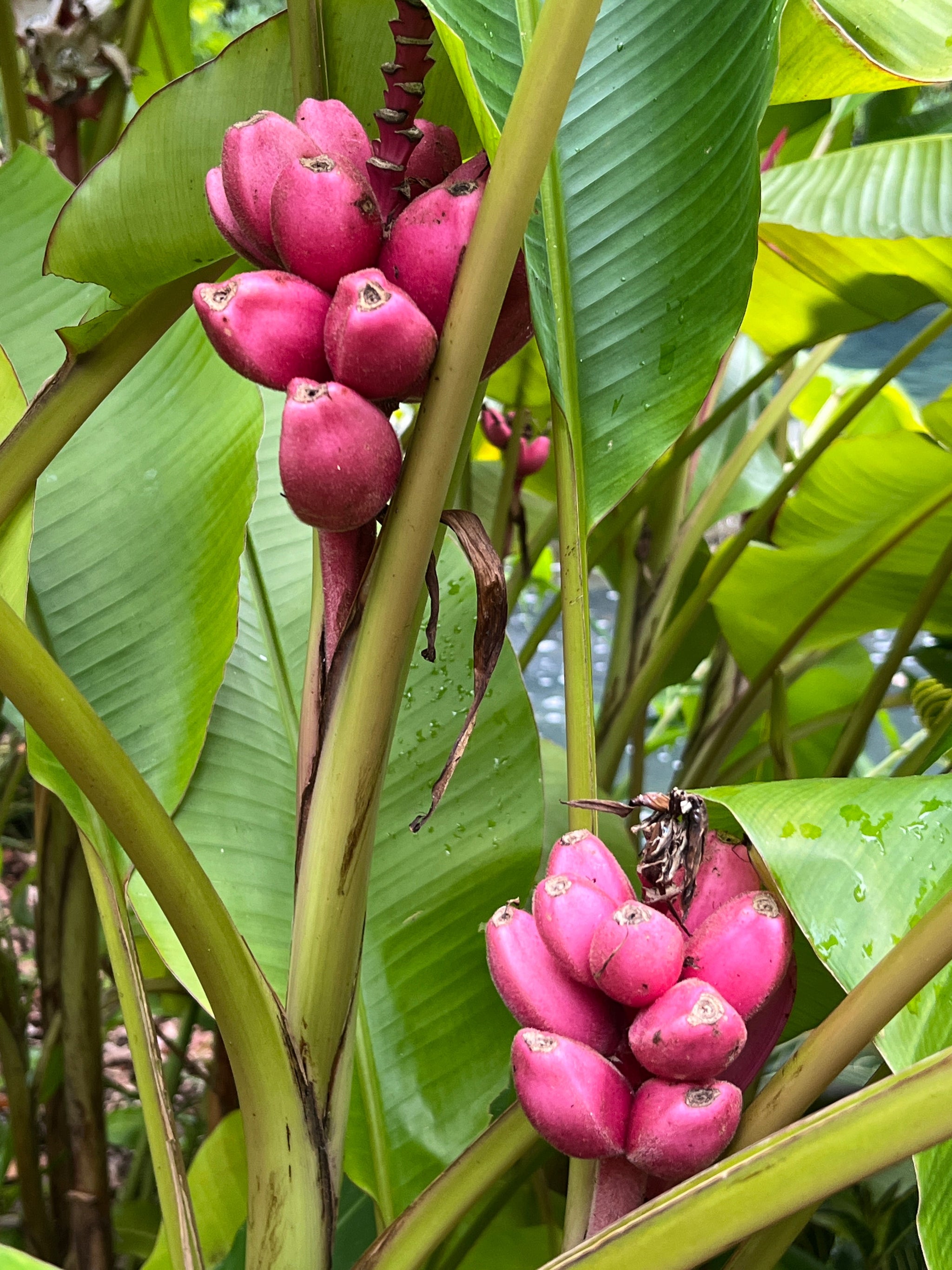Pink Banana Musa velutina 20 Seeds USA Company – R&B Floridaseeds