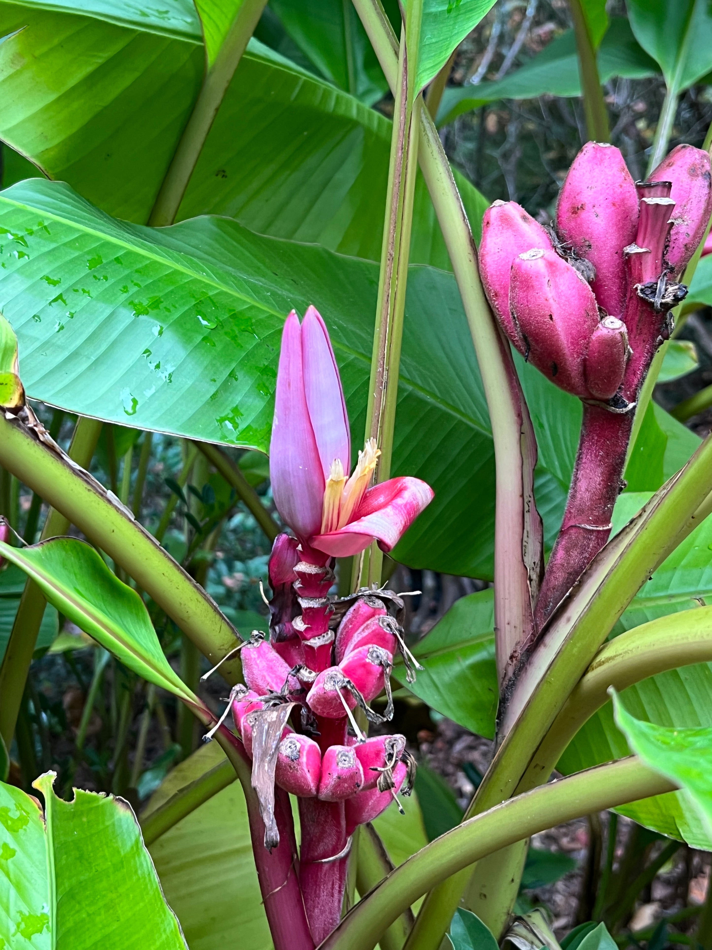 Pink Banana Musa velutina 20 Seeds USA Company – R&B Floridaseeds