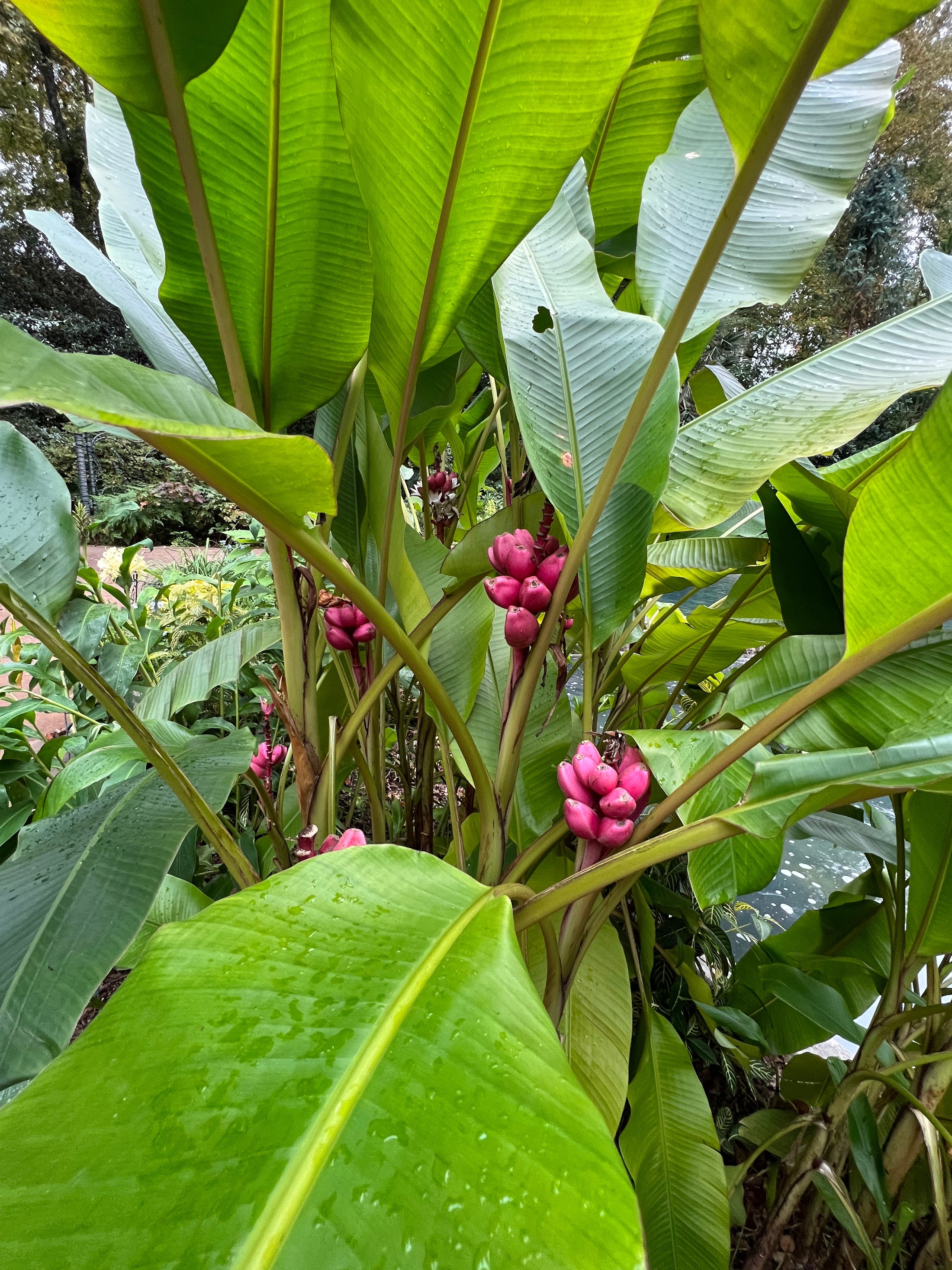 Pink Banana Musa velutina 20 Seeds USA Company – R&B Floridaseeds
