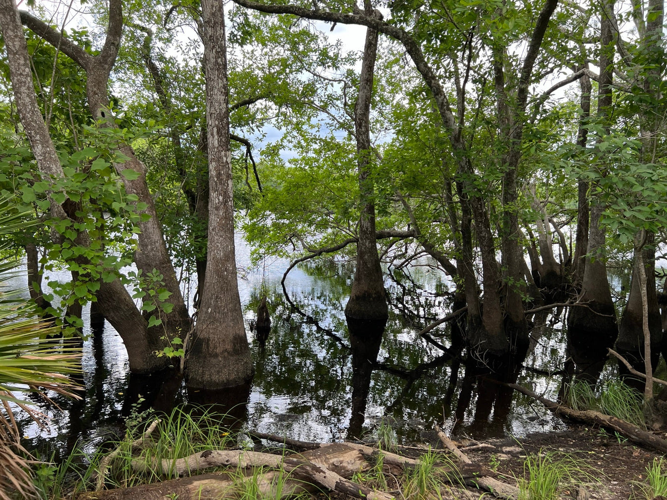 Ogeechee Tupelo White Tupelo Nyssa ogeche 10 Seeds – R&B Floridaseeds