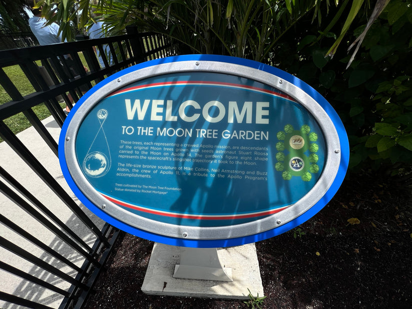 American Sycamore Moon Tree Platanus occidentalis 100 Seeds USA Compan ...