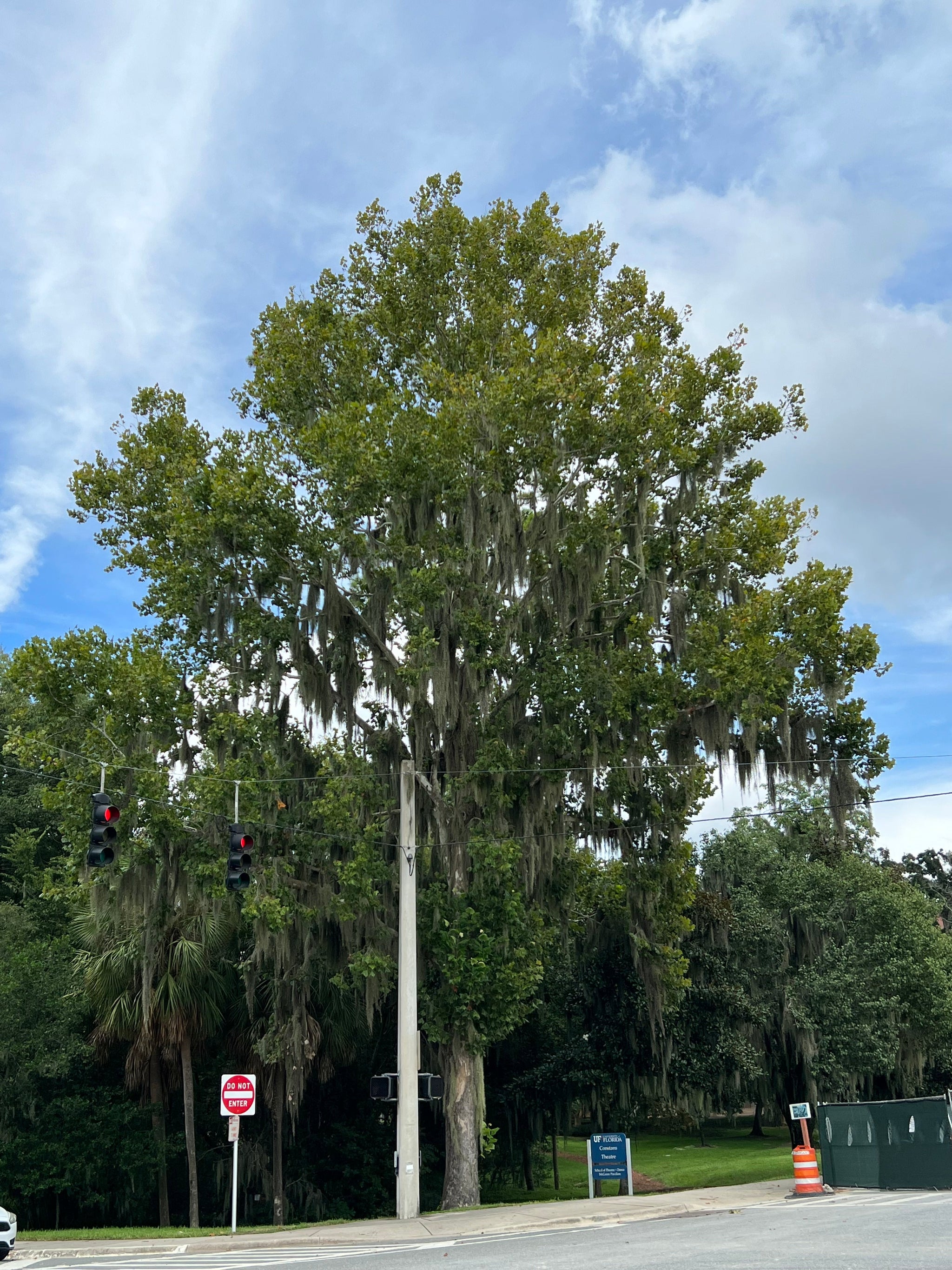 American Sycamore Moon Tree Platanus occidentalis 100 Seeds USA Compan ...