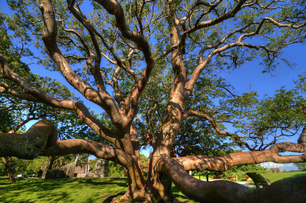 Gumbo Limbo Bursera simaruba 20 Seeds USA Company – R&B Floridaseeds