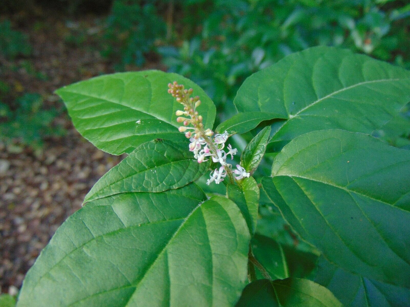 Rouge Plant Wildflower Rivina humilis 20 Seeds – R&B Floridaseeds