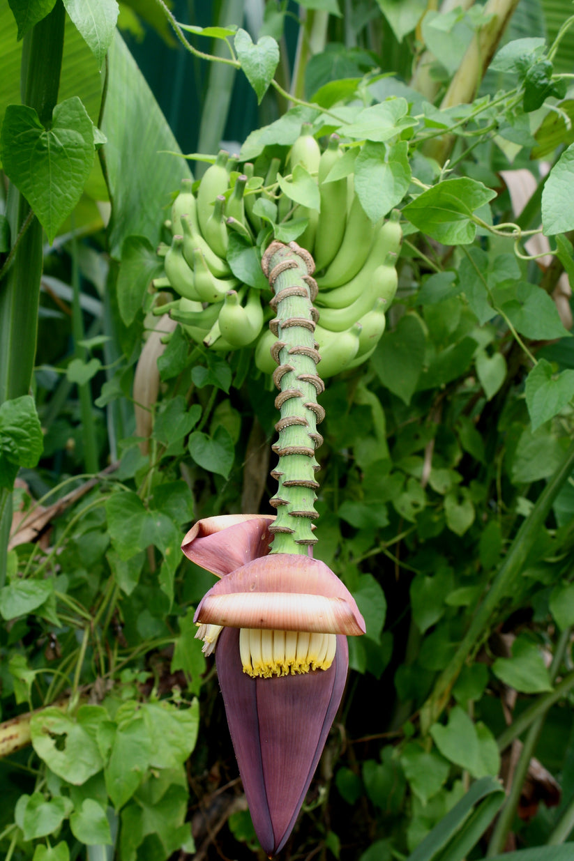 Wild Banana Musa acuminata 20 Seeds – R&B Floridaseeds