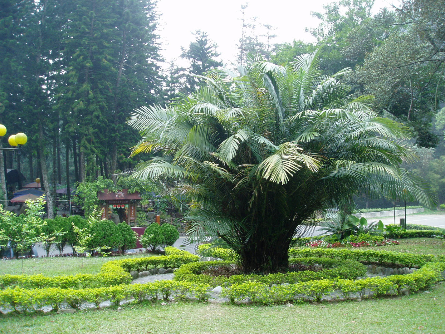 Formosa Palm Arenga engleri 20 Seeds USA Company – R&B Floridaseeds