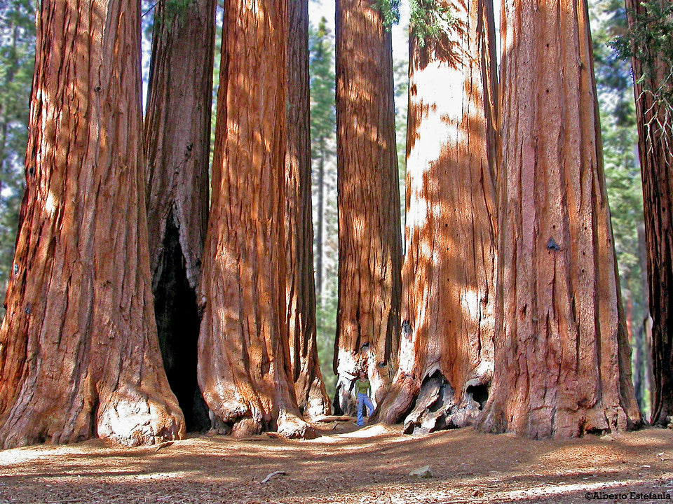 Giant Sequoia Redwood Sequoiadendron Giganteum 100 Seeds – R&B Floridaseeds