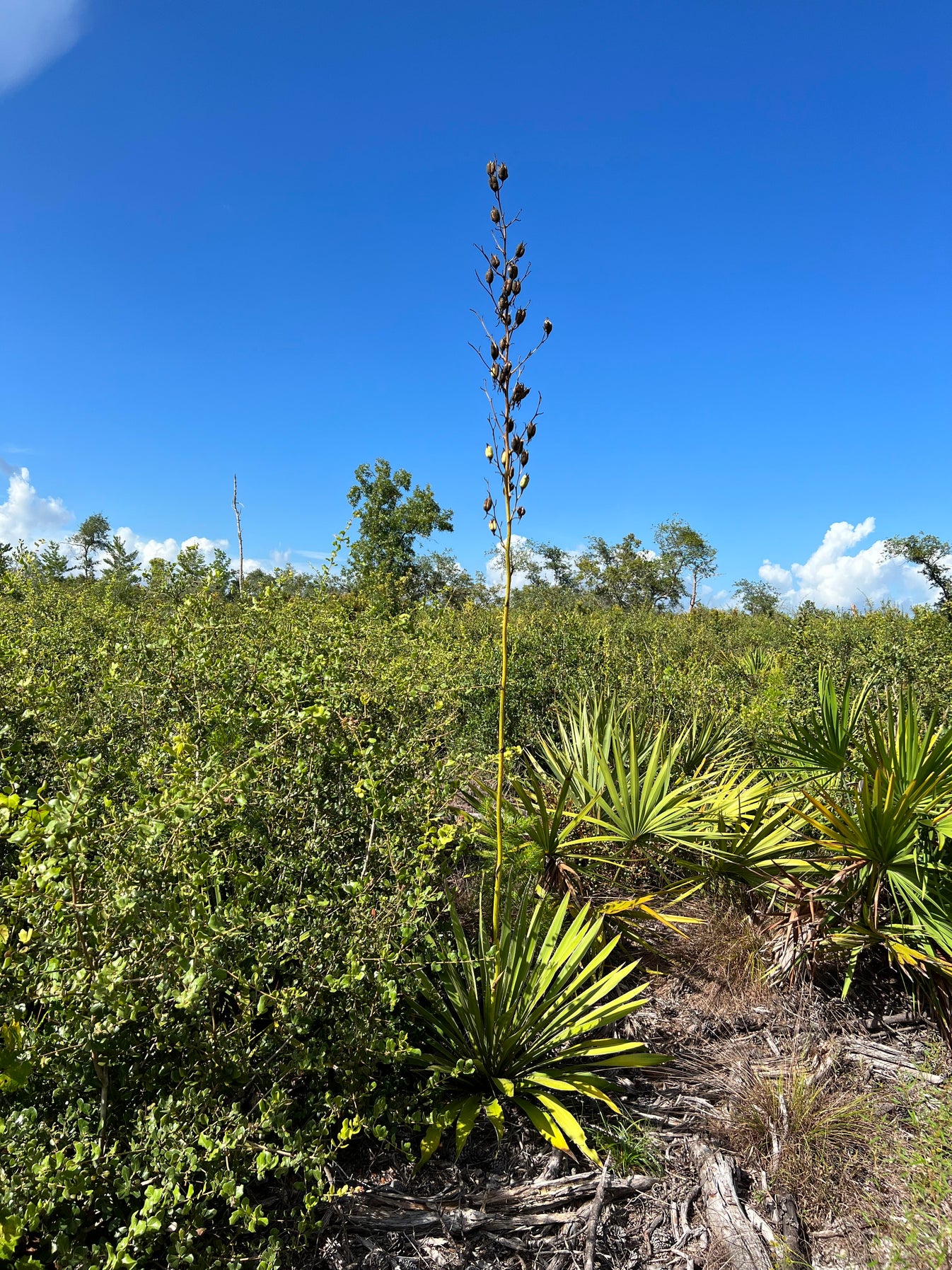 Adam's Needle 100 Seeds Yucca filamentosa – R&B Floridaseeds