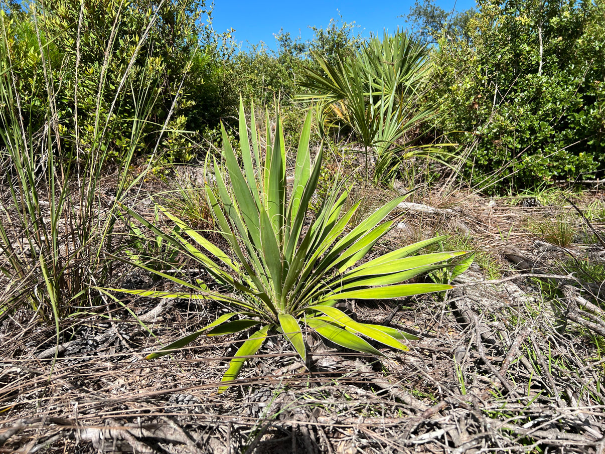 Adam's Needle 100 Seeds Yucca filamentosa – R&B Floridaseeds