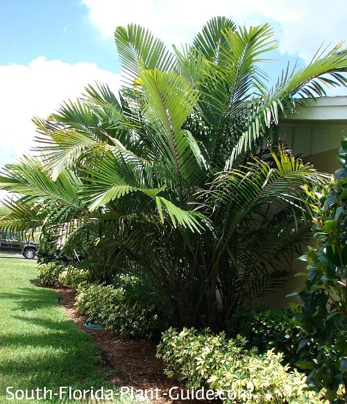 Formosa Palm Arenga engleri 20 Seeds – R&B Floridaseeds