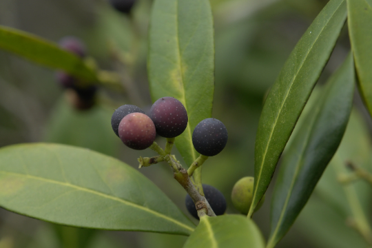 Devilwood Wild Olive Osmanthus americanus 10 Seeds USA Company – R&B Floridaseeds
