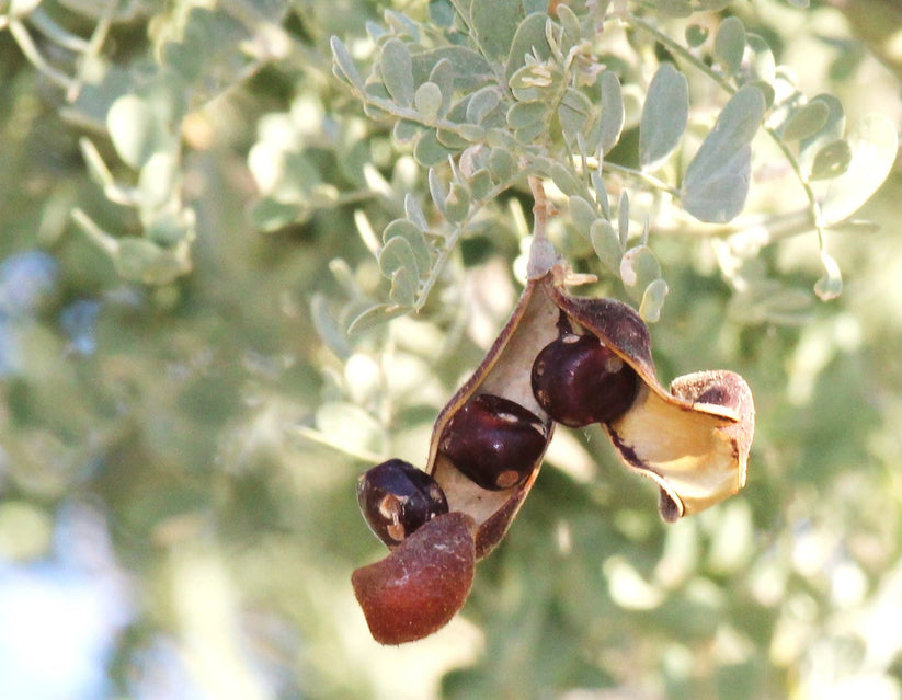 Desert Ironwood Olneya tesota 10 Seeds – R&B Floridaseeds