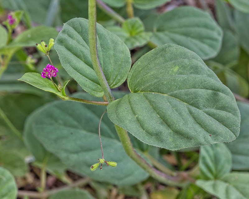 Punarnava Red Spiderling 10 Seeds Boerhavia diffusa – R&B Floridaseeds