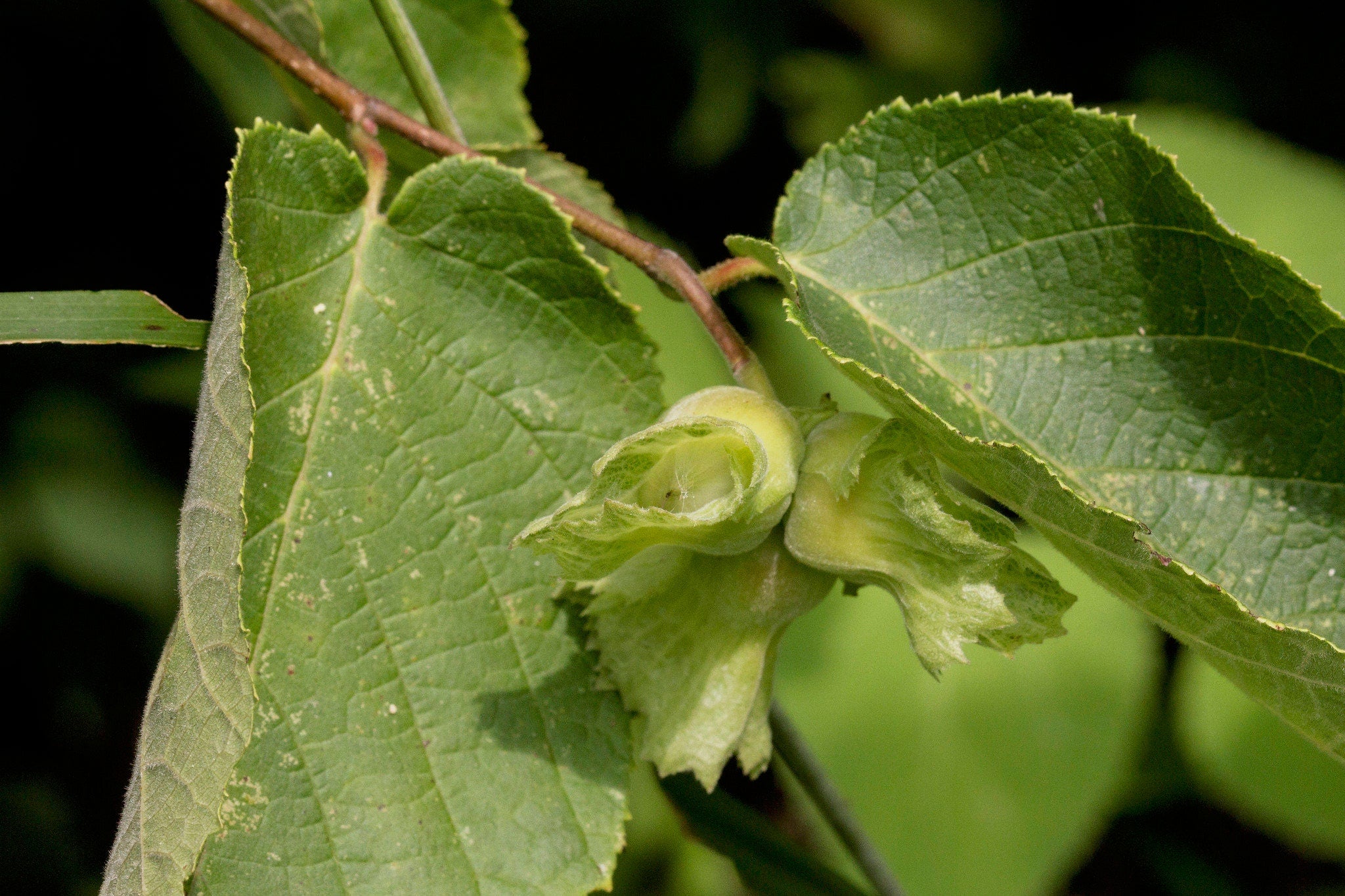 American Hazelnut 10 Seeds Corylus americana – R&B Floridaseeds