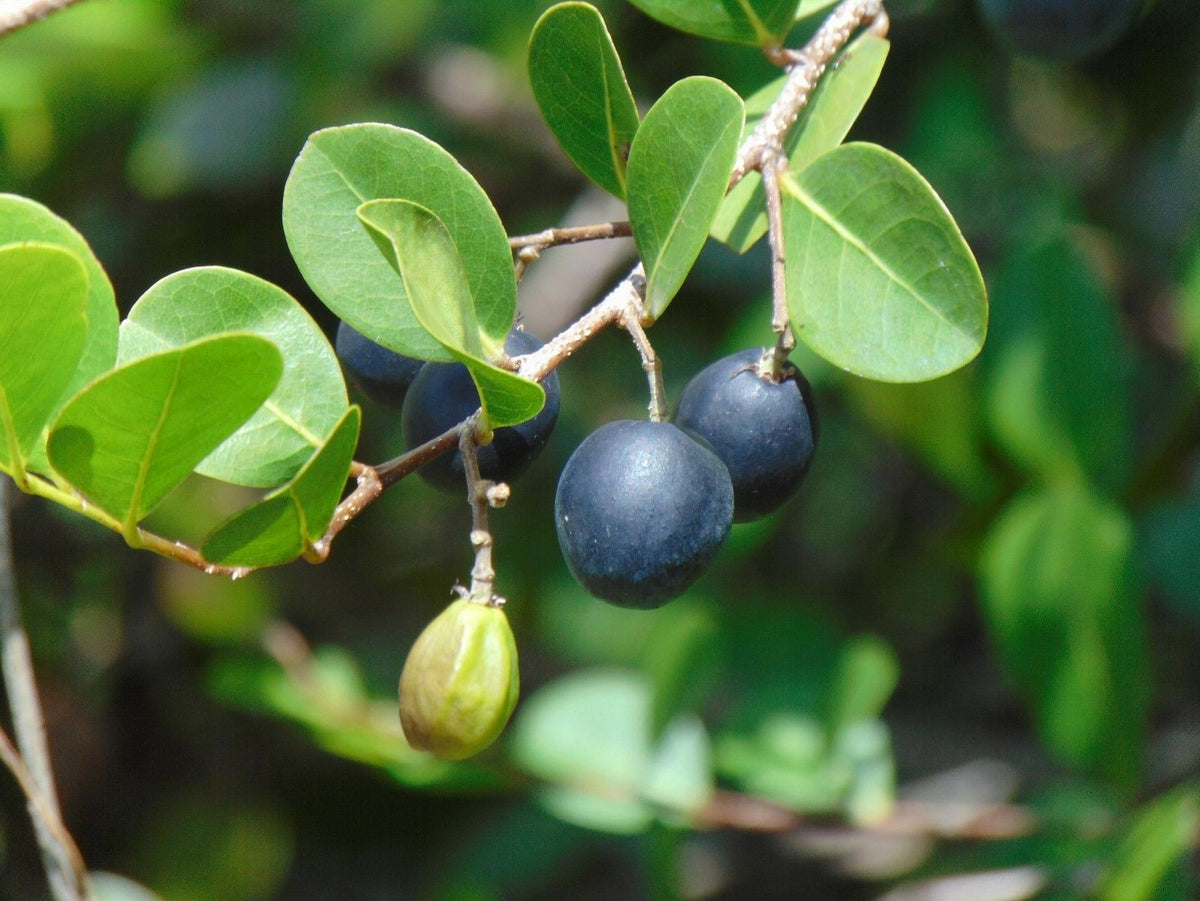 Paradise Plum Cocoplum Chrysobalanus icaco 10 Seeds – R&B Floridaseeds